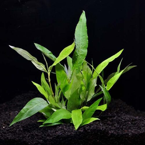Freshwater Plants – That BIG FISH Store