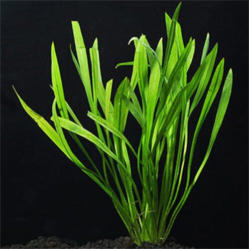 Freshwater Plants – That BIG FISH Store
